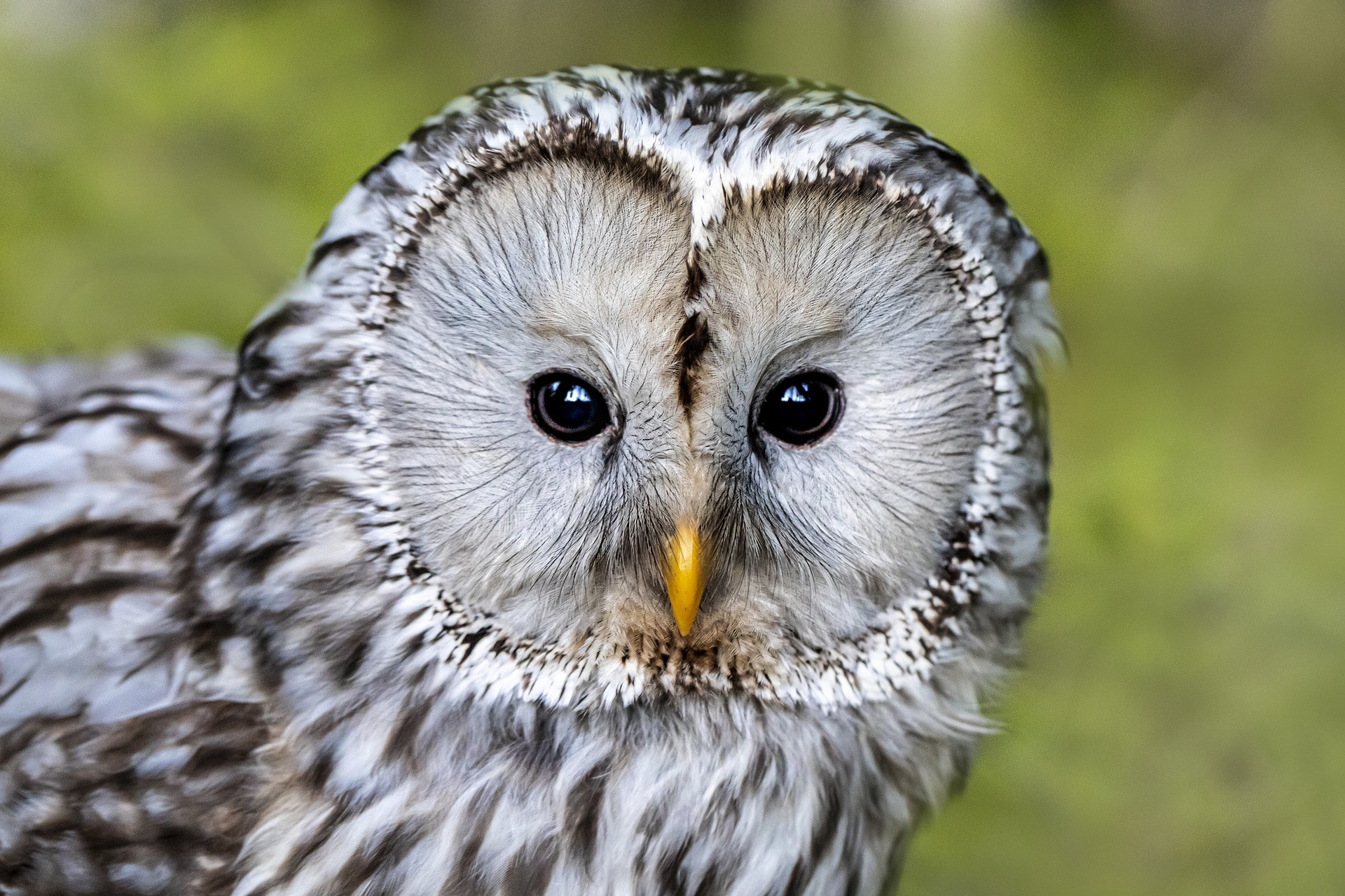 Ural Owl | EncyclOWLpedia | Baytree Owl and Wildlife Centre