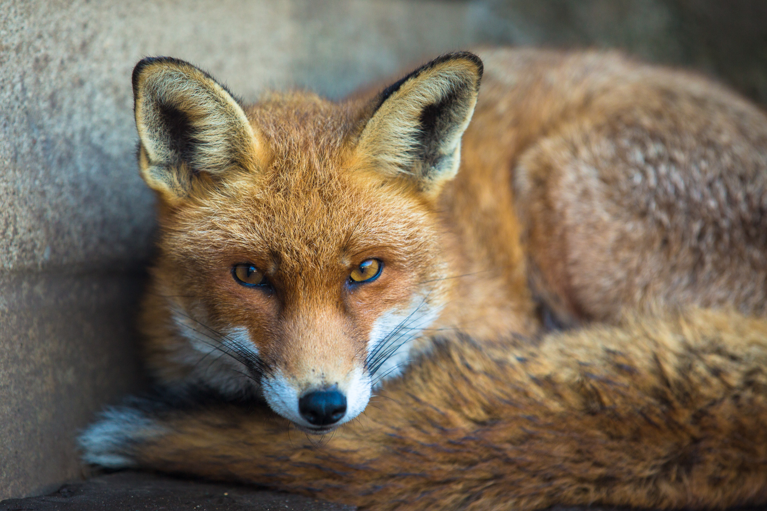 What You Need to Know | Baytree Owl and Raptor Centre