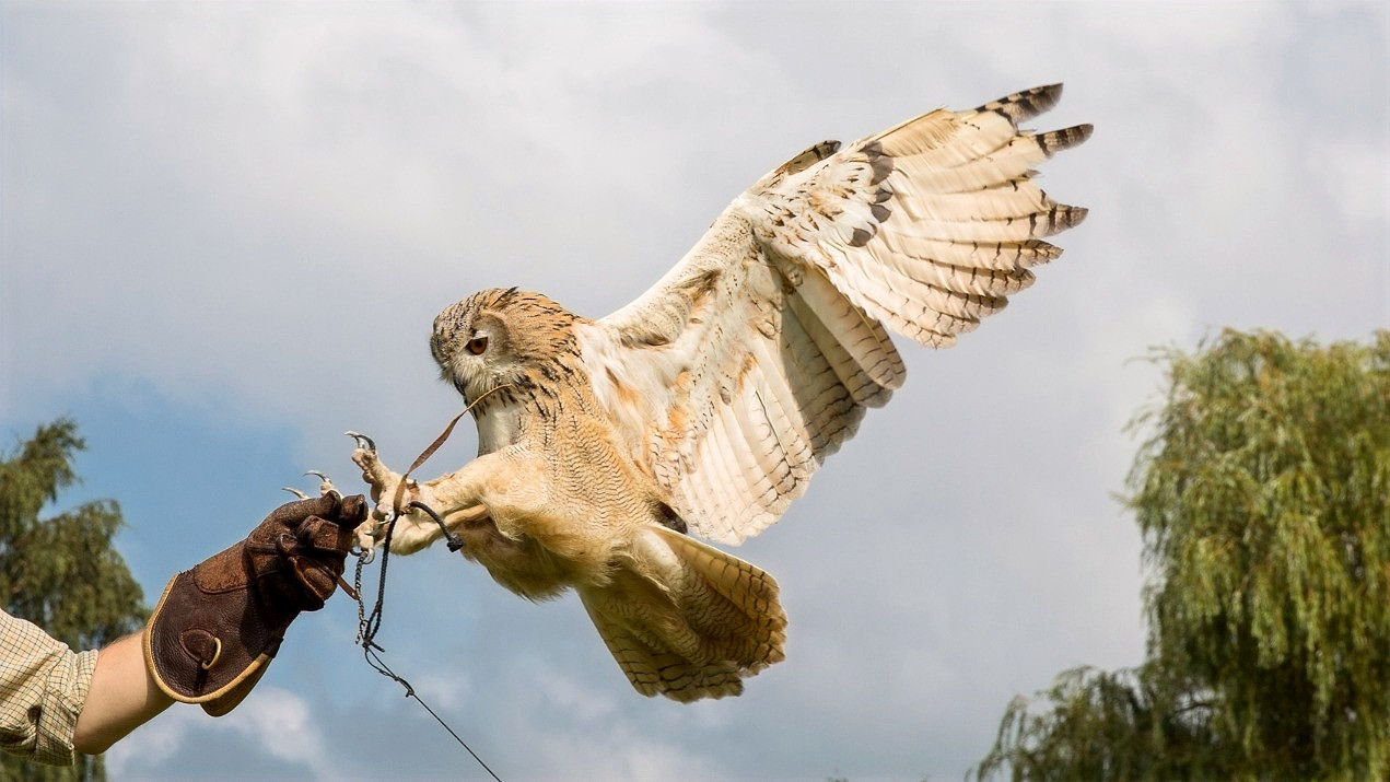 Owl Experience | Baytree Owl and Wildlife Centre
