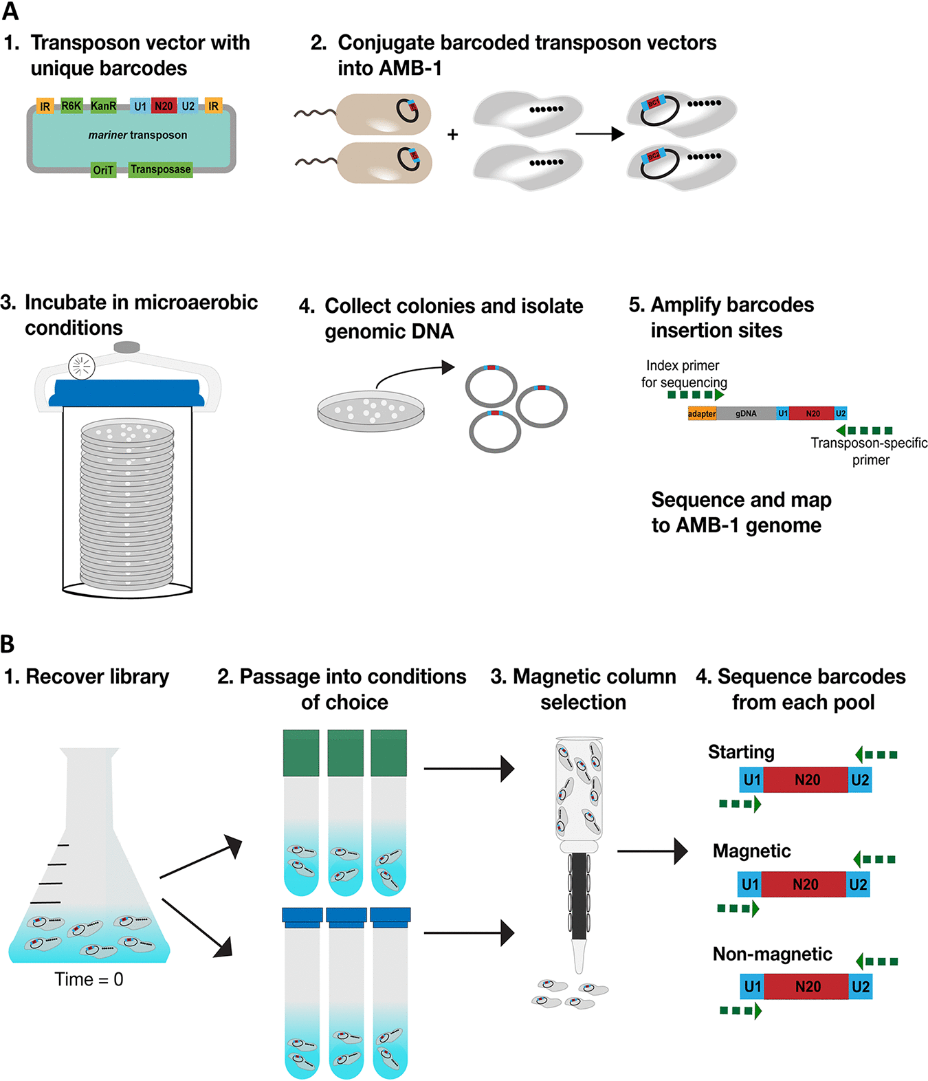 Komeili Lab | Magnetotactic Bacteria