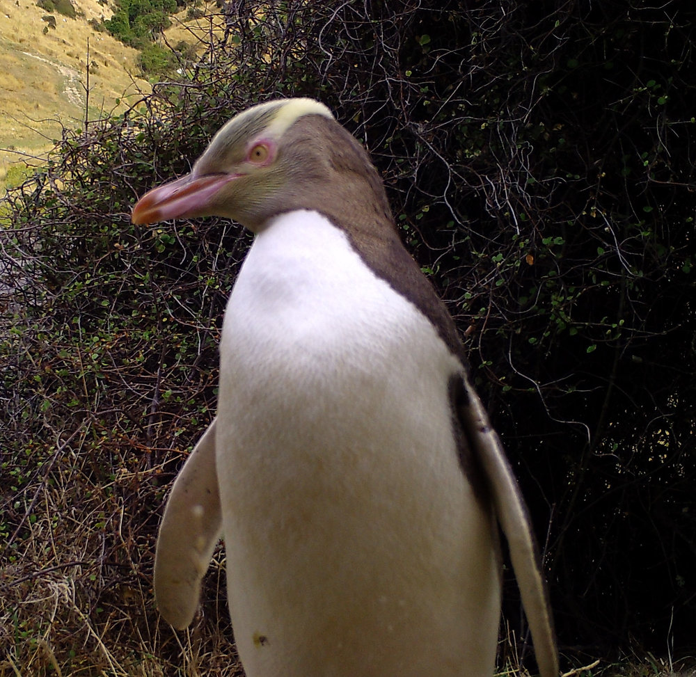 Rachel Hickcox reports on the Hoiho/Yellow-eyed Penguin
