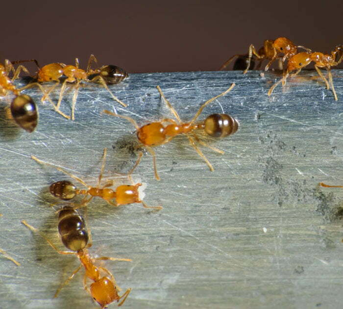 Ants on the Island: Identifying and managing four common ant species on ...