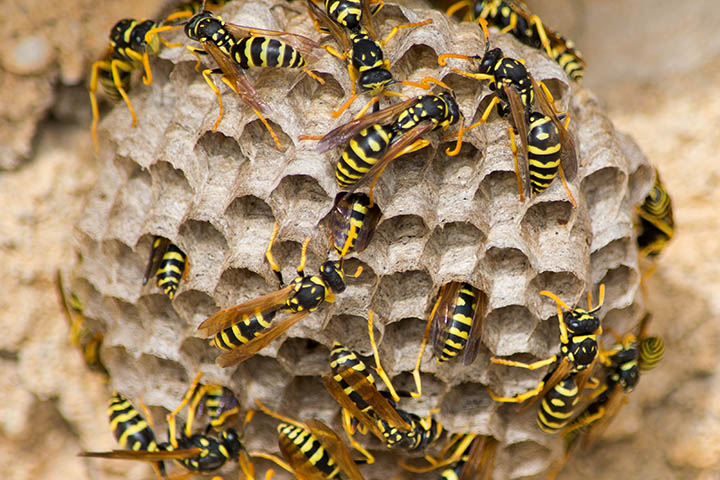 The Battles of the Buzz: What to Know About Wasps