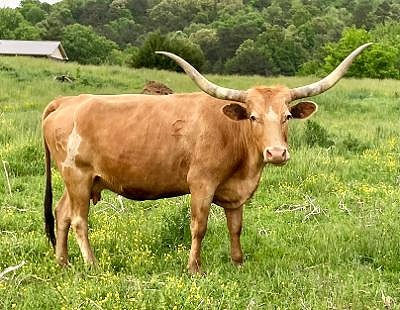 Registered Texas Longhorns | Infinity Longhorns | Tennessee USA