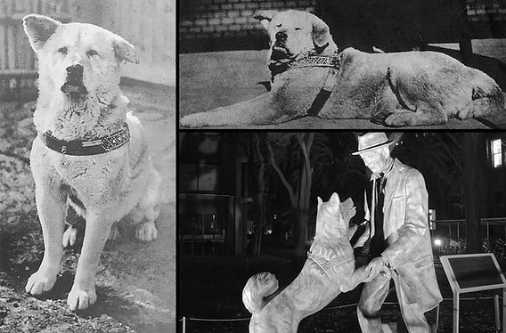Hachiko: The World’s Most Loyal Dog – A Legacy of Love and Devotion ...