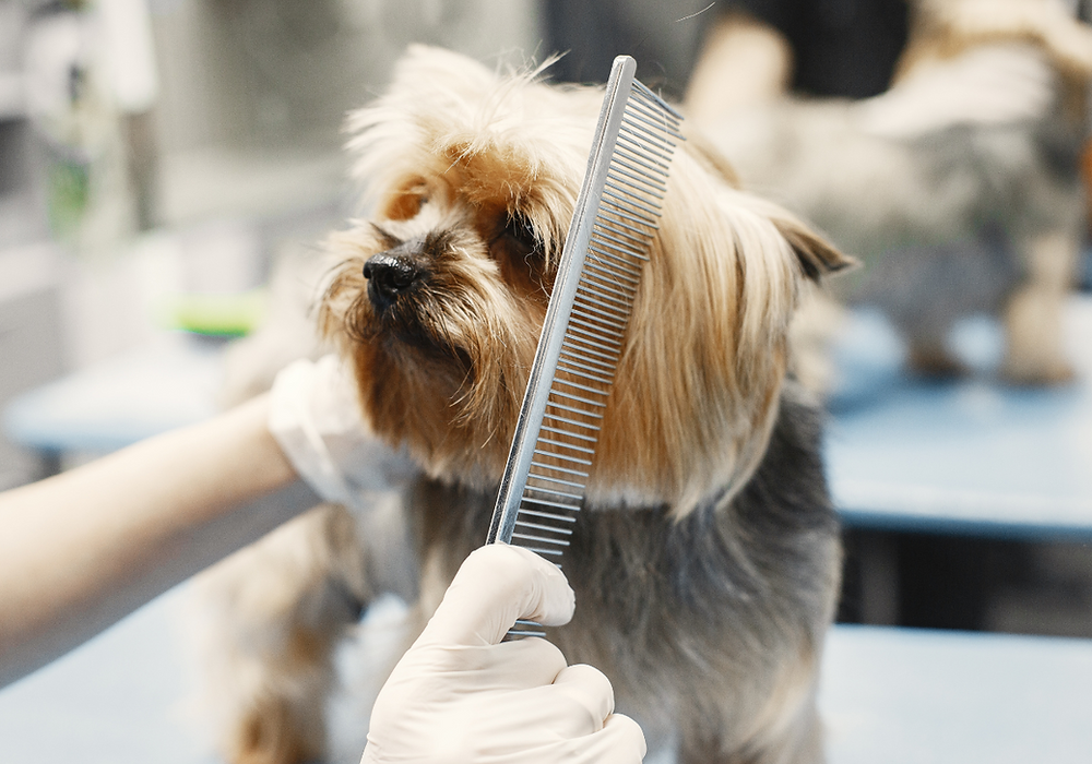 Grooming - Face Hair Maintenance