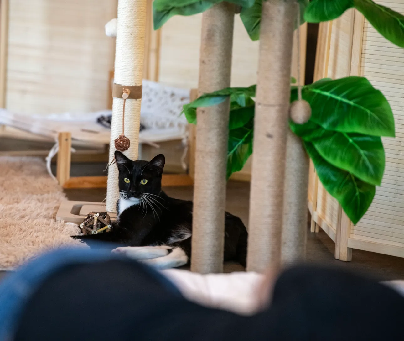 About Us | Coastal Cat