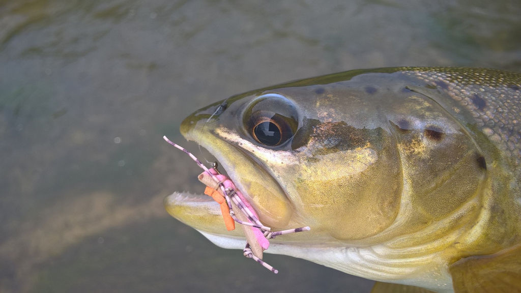 Fly Fishing | The Scientific Fly Angler | United States