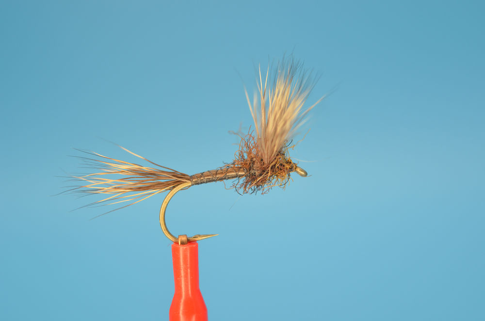 The Fly Designs of San Marco