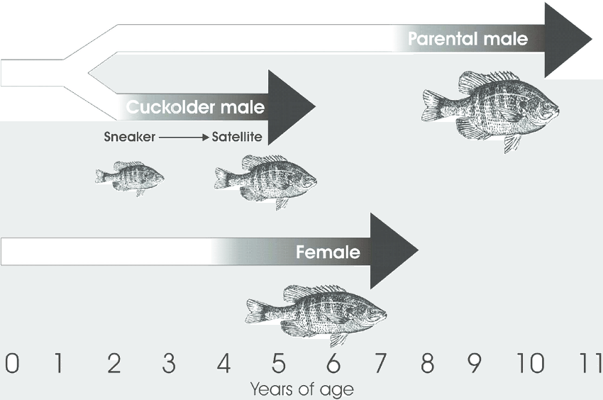 The fascinating sex lives of Bluegill