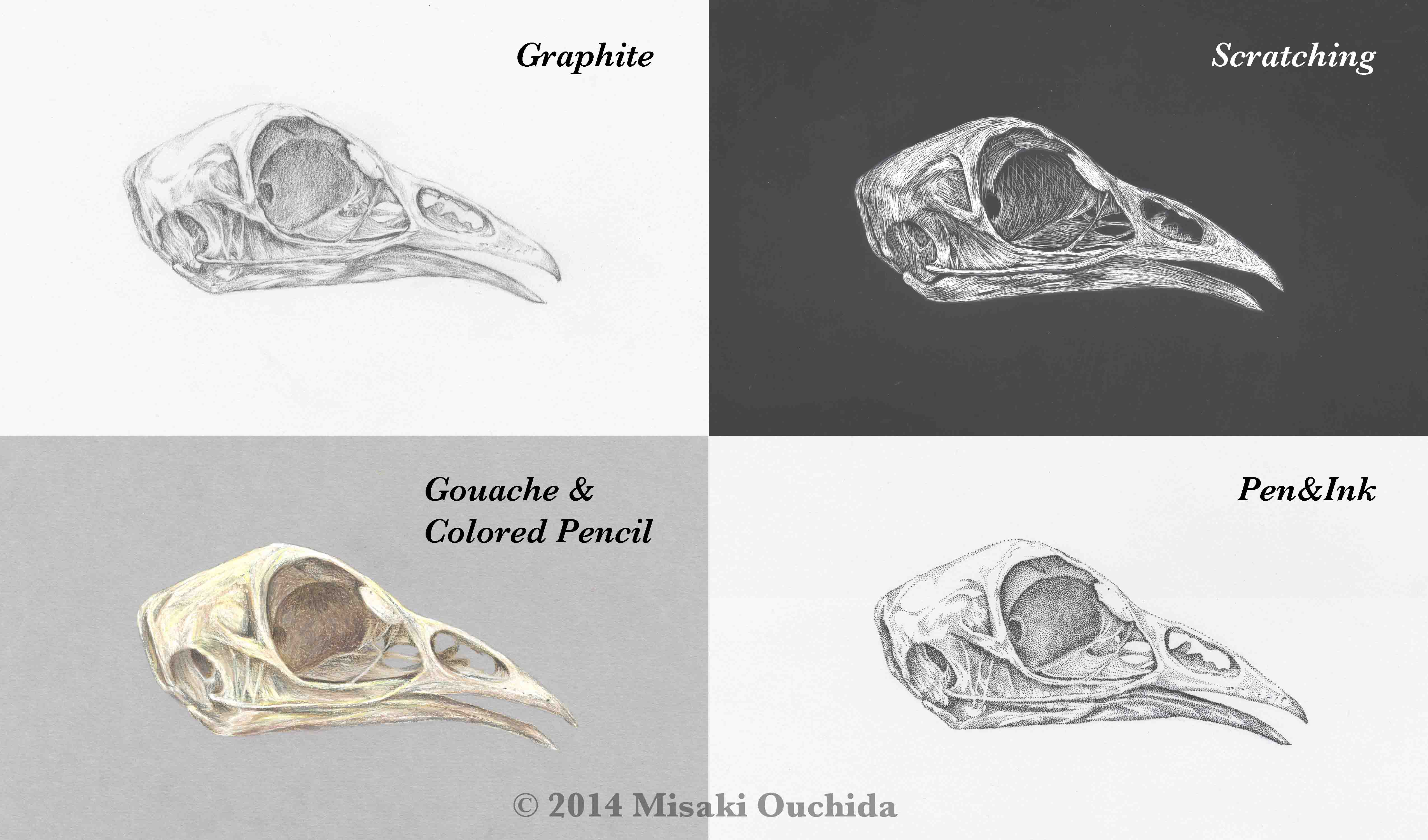 Natural Science Illustration | misakiouchida