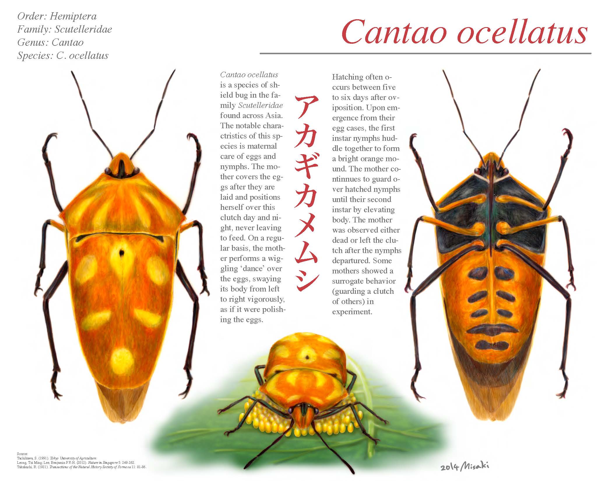 Natural Science Illustration | misakiouchida