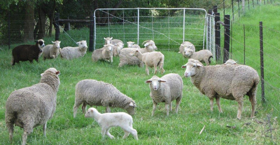 Glen Avon Farm | Somerset