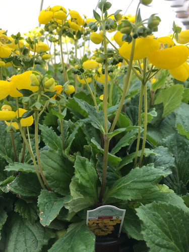 4” Calceolaria Yellow | Mayflower Greenhouse