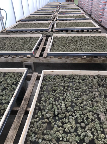 CBG BUDS dried&cured | Mayflower Greenhouse