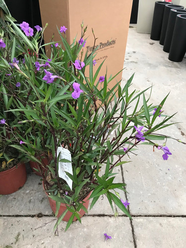 3 gal Ruella bush | Mayflower Greenhouse