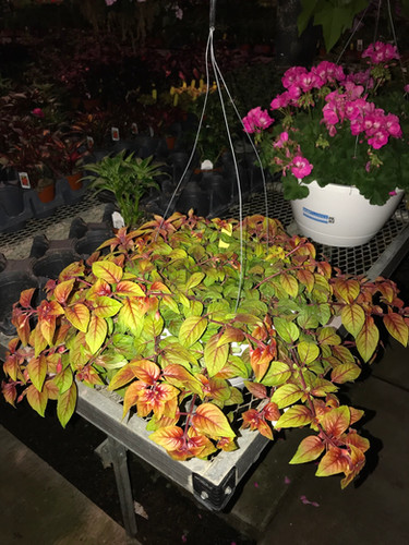 10” Fuchsia autumnale | Mayflower Greenhouse