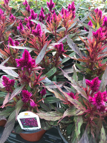 4” Celosia Intenz Classic | Mayflower Greenhouse