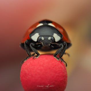 Macro Photography | Jamie Price Photography | Leicester, Leicestershire