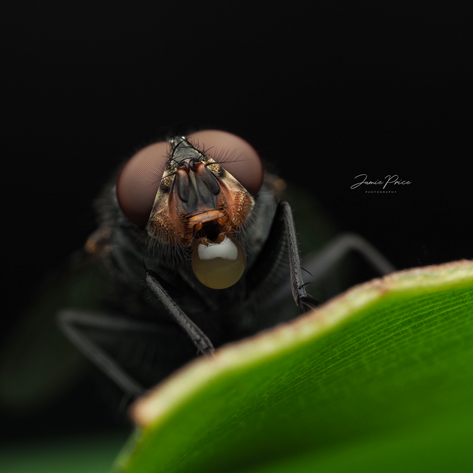 Macro Photography | Jamie Price Photography | Leicester, Leicestershire