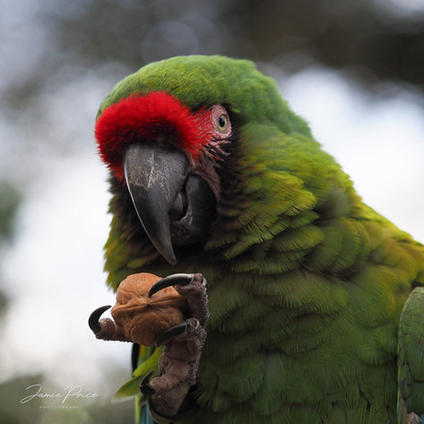Pet Photography | Jamie Price Photography | Leicester, Leicestershire