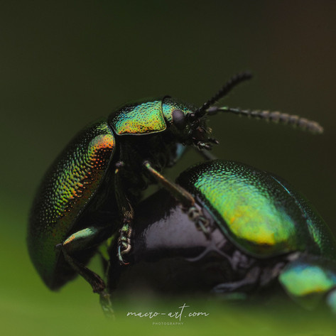 Macro Photography | Jamie Price Photography | Leicester, Leicestershire