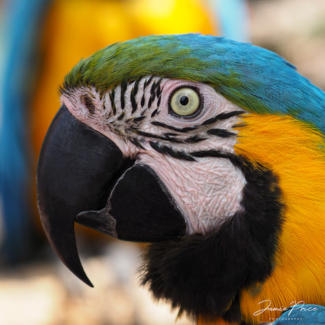 Pet Photography | Jamie Price Photography | Leicester, Leicestershire