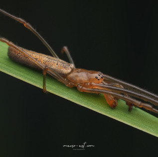 Macro Photography | Jamie Price Photography | Leicester, Leicestershire