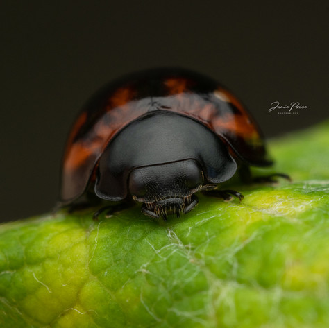 Macro Photography | Jamie Price Photography | Leicester, Leicestershire