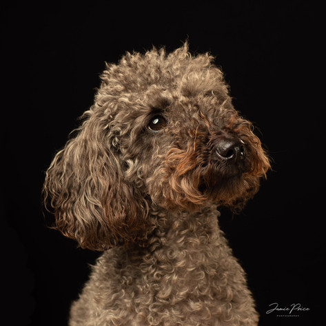 Pet Photography | Jamie Price Photography | Leicester, Leicestershire