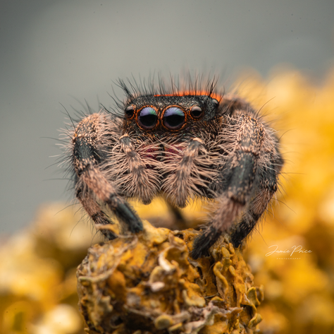 Macro Photography | Jamie Price Photography | Leicester, Leicestershire