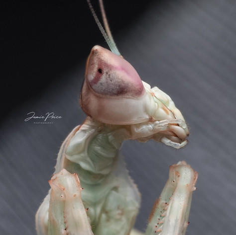 Macro Photography | Jamie Price Photography | Leicester, Leicestershire