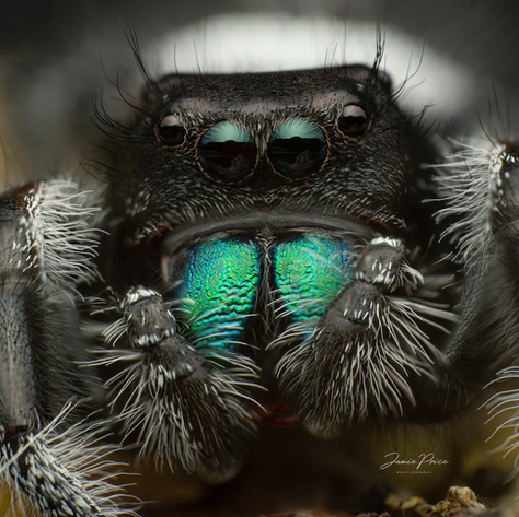 Macro Photography | Jamie Price Photography | Leicester, Leicestershire