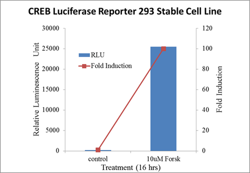 CREB Luciferase Reporter HEK293 Stable Cell Line SL-0020 | Signosis