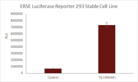 ER Stress-ERSE Luciferase Reporter 293 Stable Cell Line | Signosis