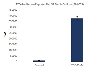 ATF4 Luciferase Reporter HepG2 Stable Cell Line | Signosis
