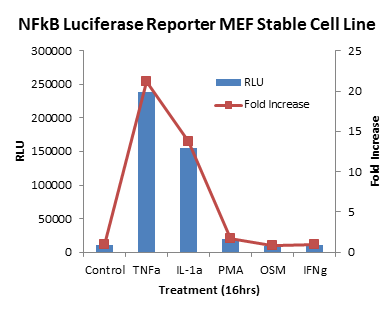 NFkB Luciferase Reporter MEF Stable Cell Line SL-0033 | Signosis