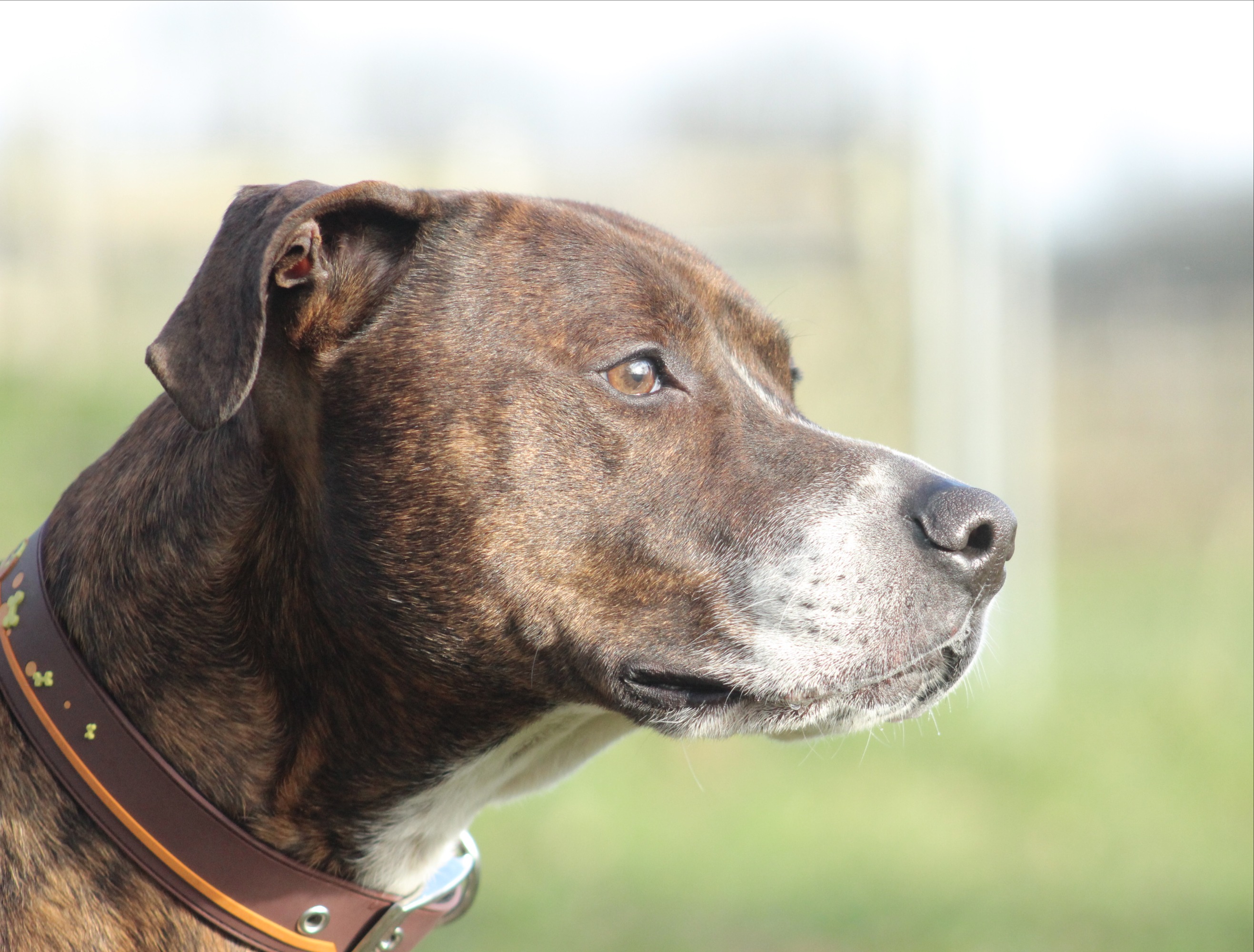 Coningsby Kennels Emergency Dog Rescue