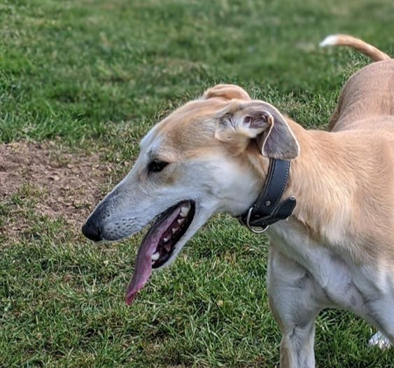 Coningsby Kennels Emergency Dog Rescue