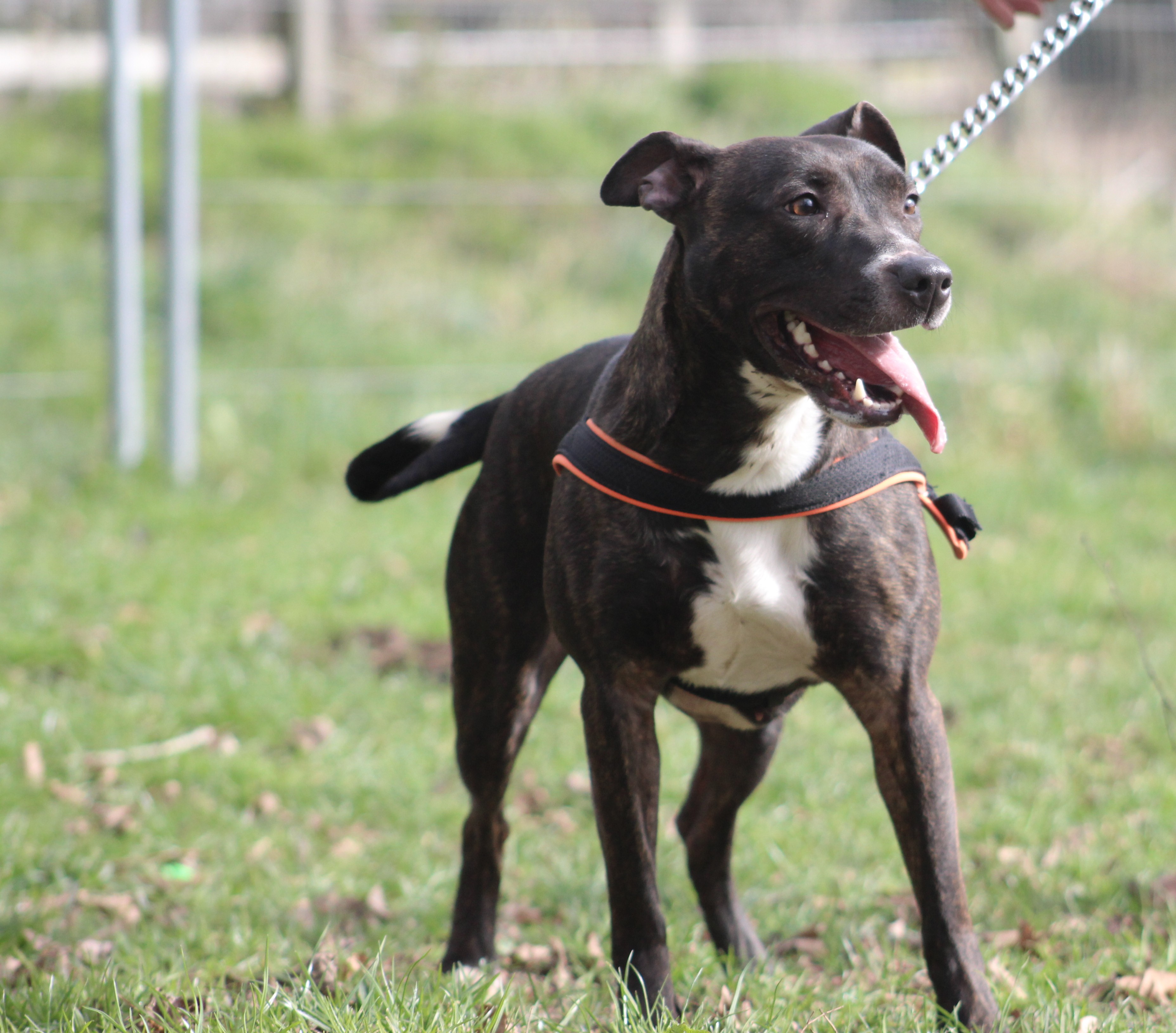 Coningsby Kennels Emergency Dog Rescue