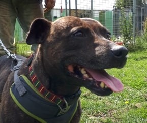 Coningsby Kennels Emergency Dog Rescue