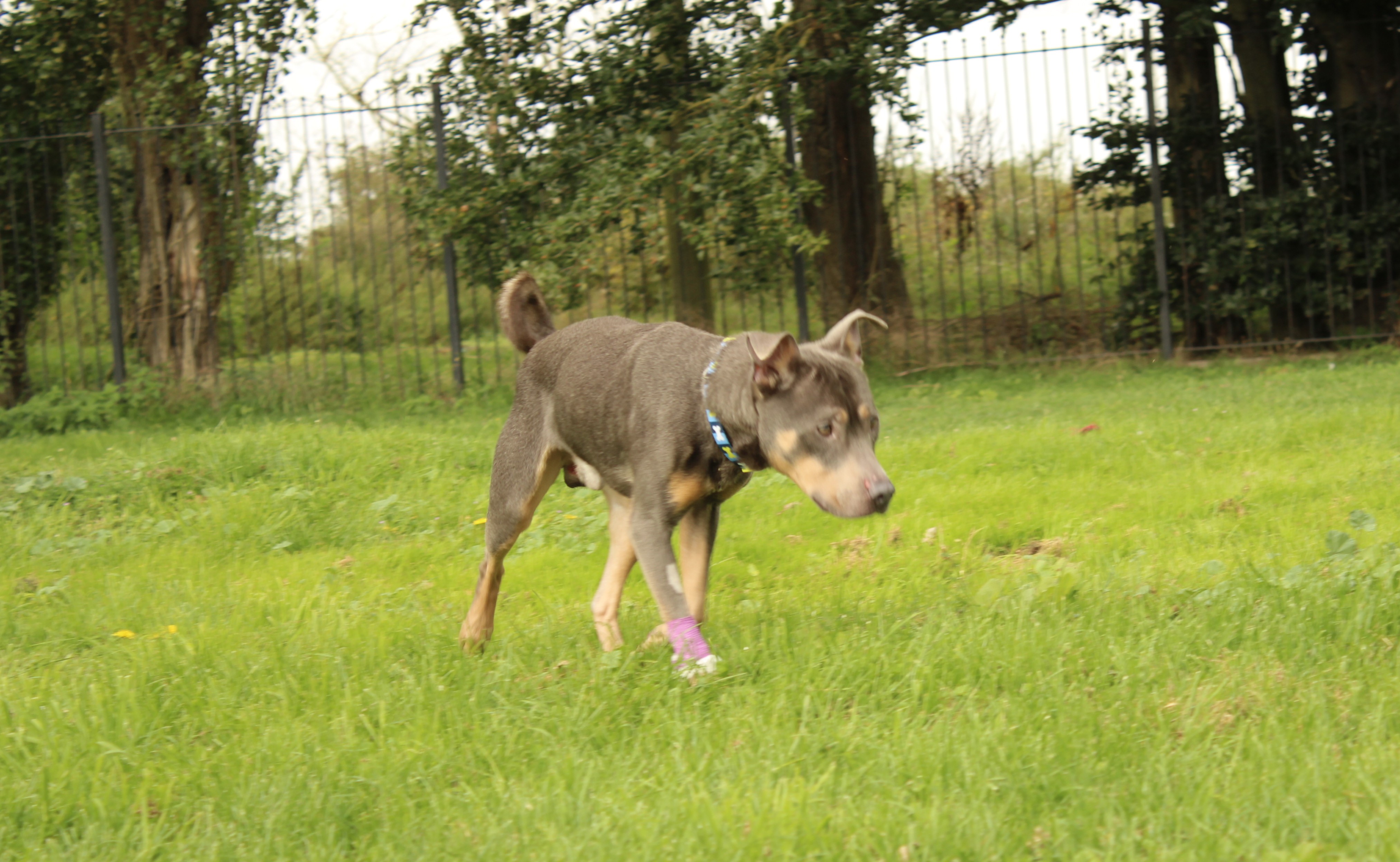 Coningsby Kennels Emergency Dog Rescue
