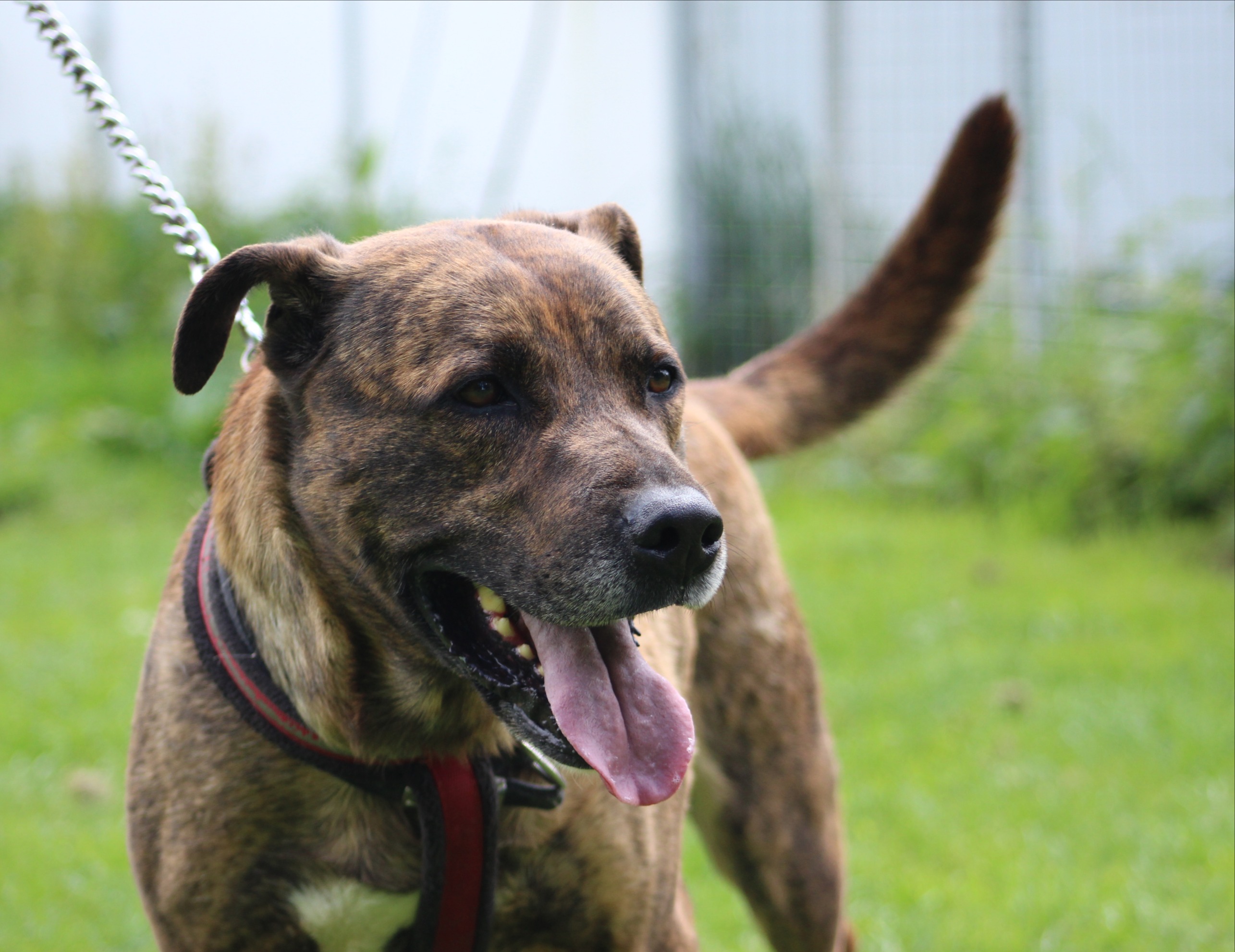 Coningsby Kennels Emergency Dog Rescue