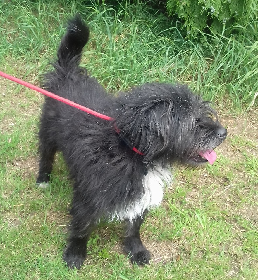 Coningsby Kennels Emergency Dog Rescue