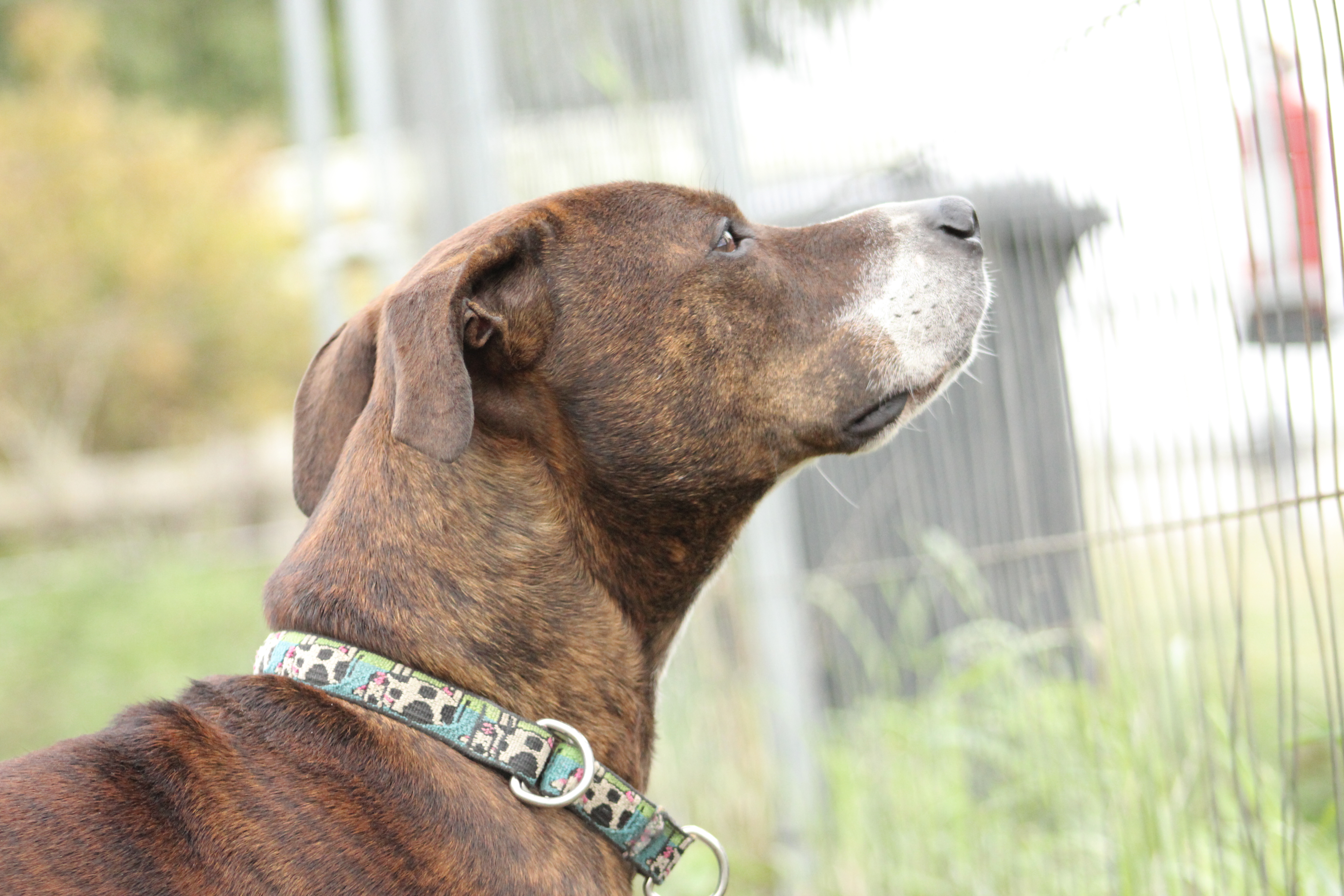 Coningsby Kennels Emergency Dog Rescue