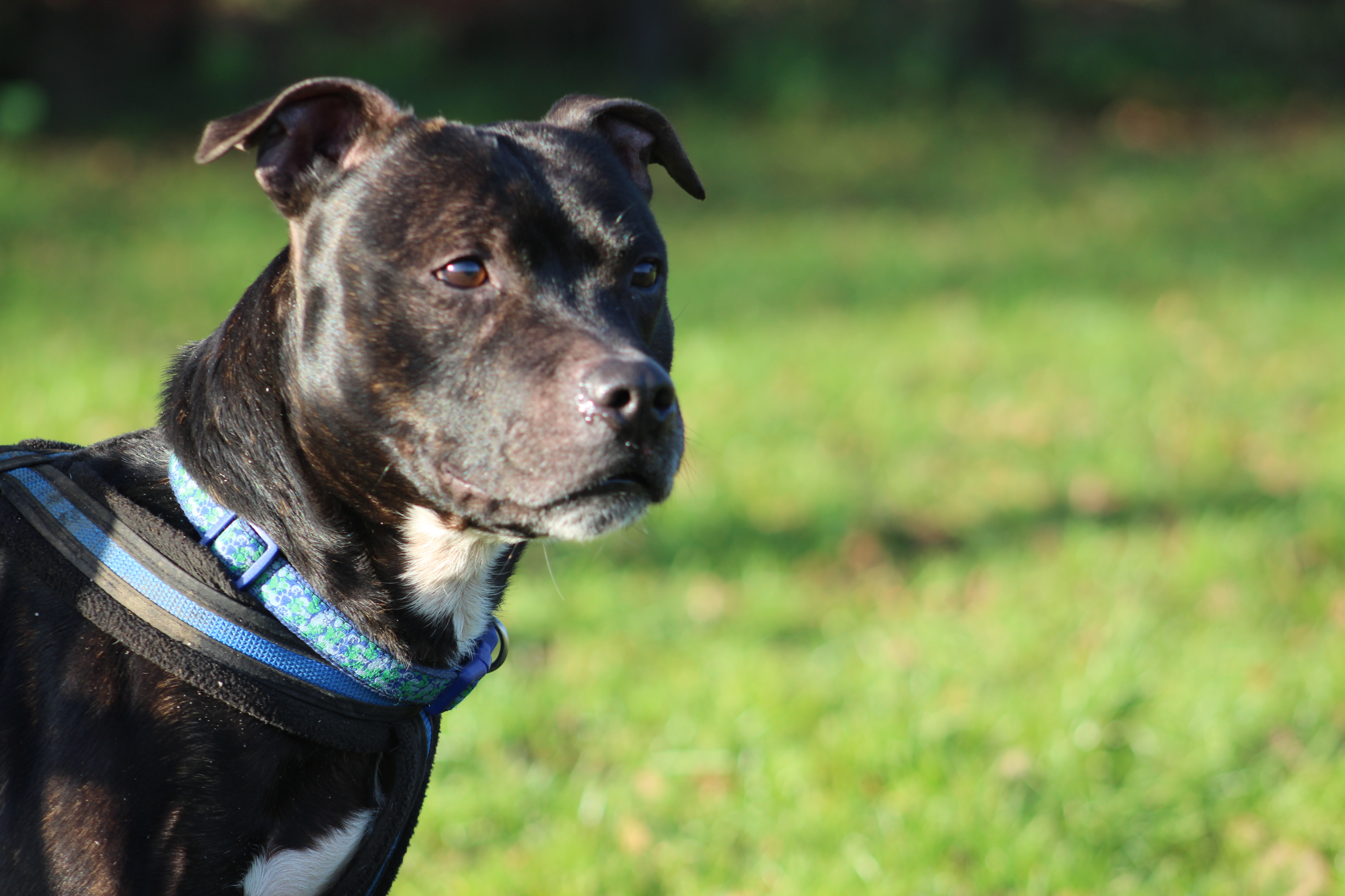 Coningsby Kennels Emergency Dog Rescue