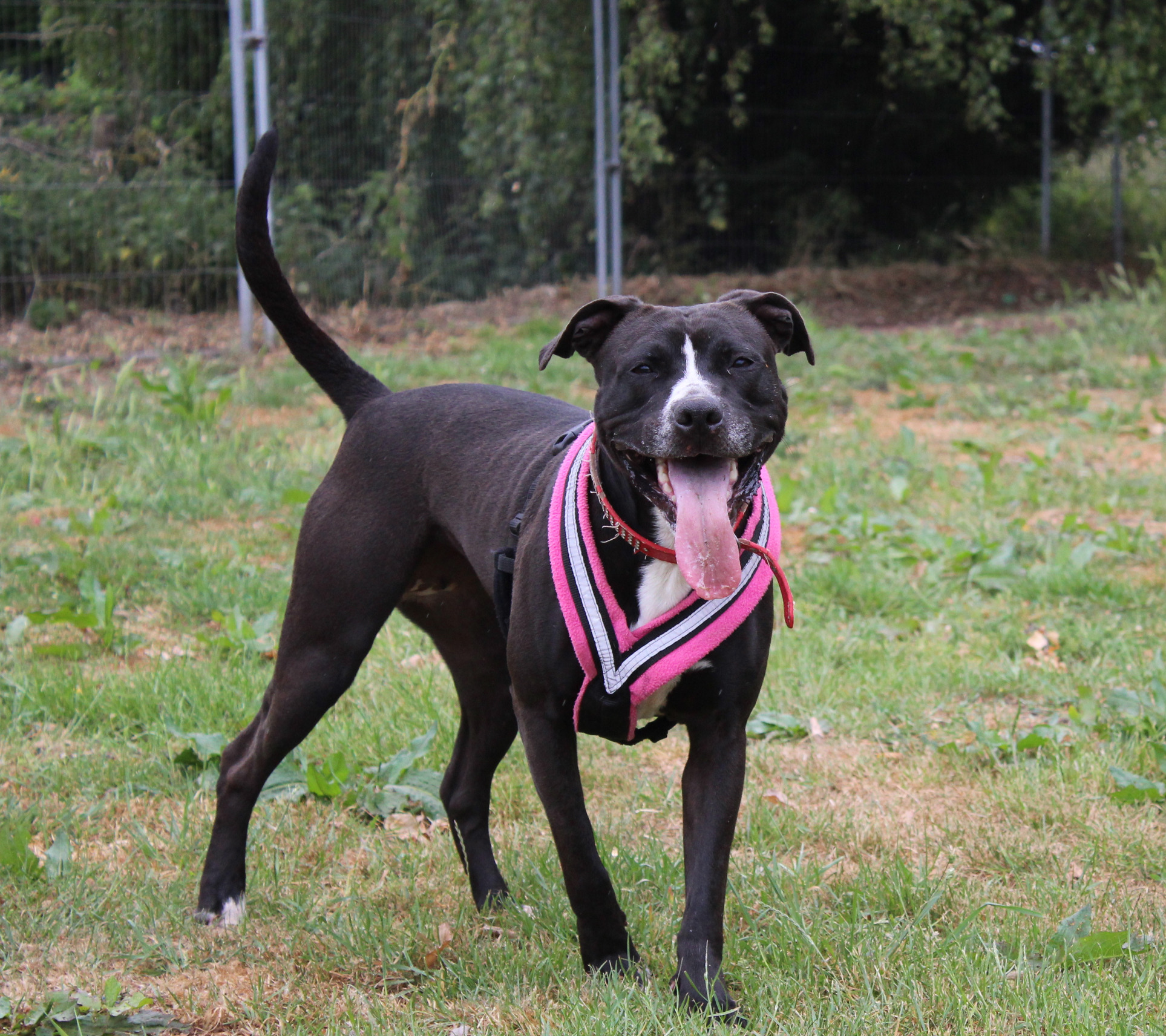 Coningsby Kennels Emergency Dog Rescue