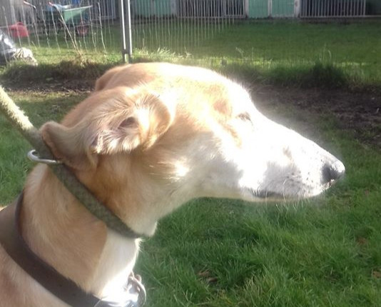 Coningsby Kennels Emergency Dog Rescue