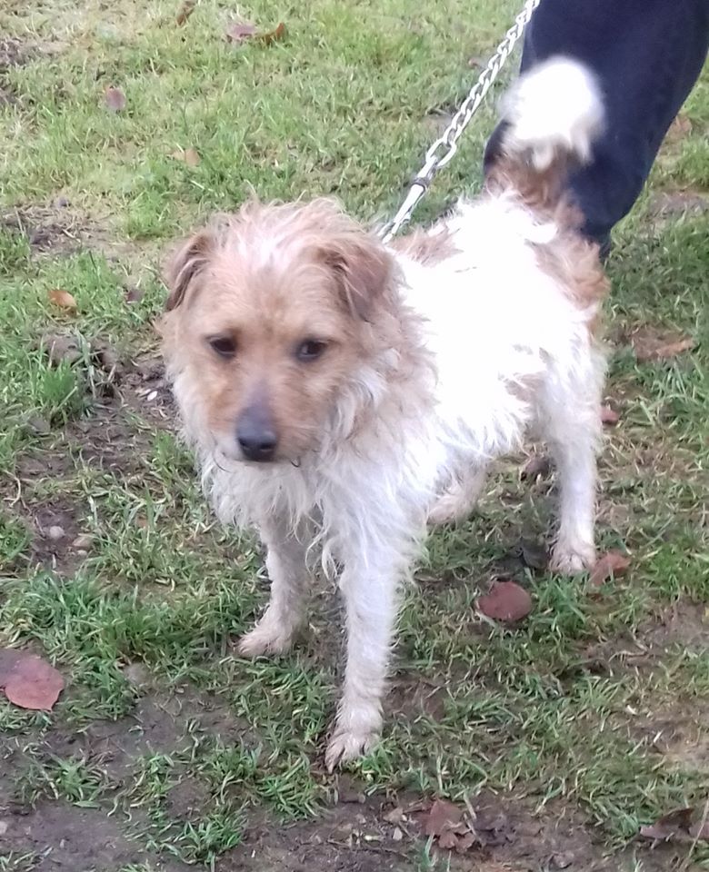 Coningsby Kennels Emergency Dog Rescue