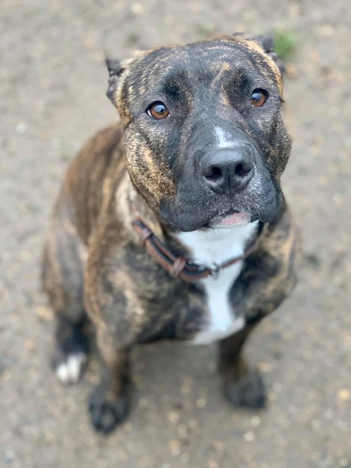 Coningsby Kennels Emergency Dog Rescue